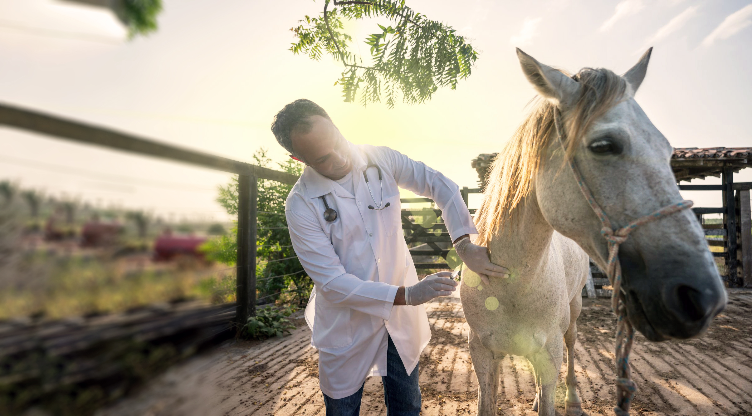 82. The Horse Workforce: Navigating the Equine Veterinarian Shortage ...